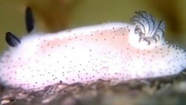 Have you seen "sea rabbits"? (Photo) - Telegraph - Telegraph