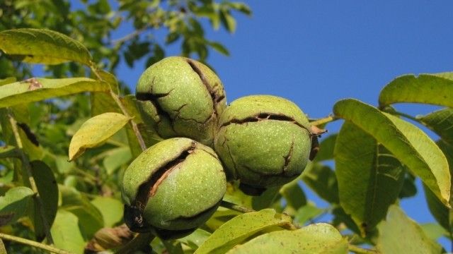 Yellow walnut cleans the blood, softens rheumatism - Telegraph - Telegraph