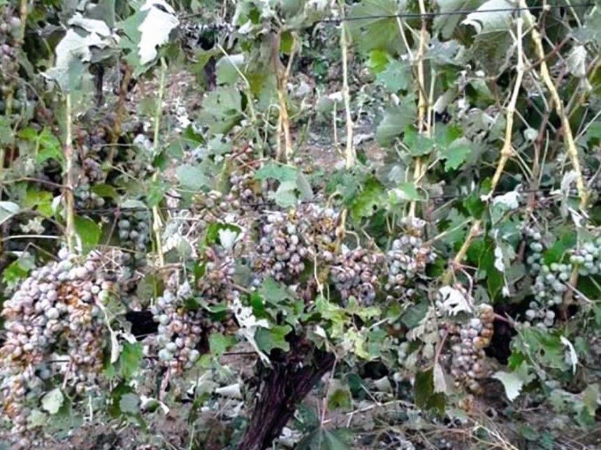 Breshëri shkatërroi vreshtat e Rahovecit - Telegrafi - Telegrafi