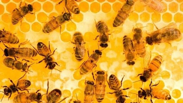 Bees can replace sniffer dogs to detect drugs - Telegraph - Telegraph