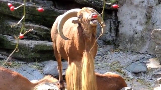 Cjapi me zë njeriu (Video) - Telegrafi - Telegrafi