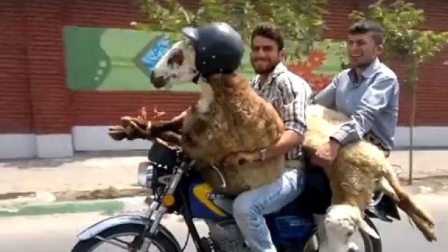 Goat with poisons on a motorcycle (Video) - Telegraph - Telegraph