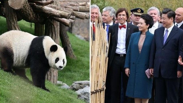 Diplomacy "PANDA" - Telegraph - Telegraph