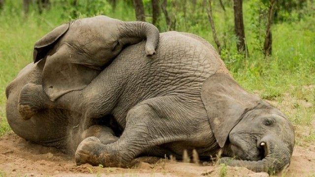 Elefantët e dehur - Telegrafi - Telegrafi