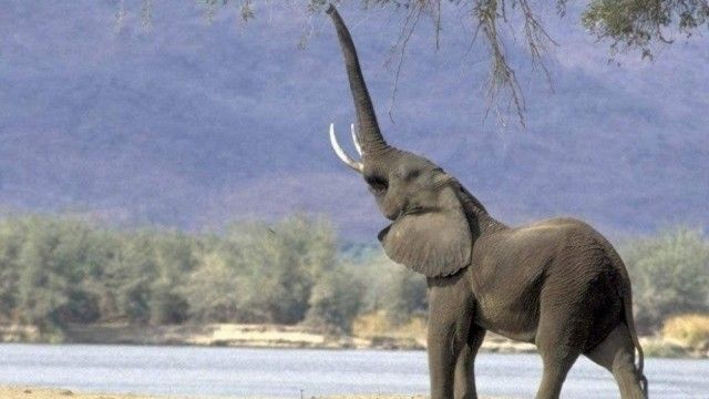 Elefanti që pëlqen pianon (Video) - Telegrafi - Telegrafi