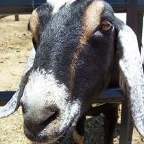 The German police "arrest" a goat - Telegraph - Telegraph