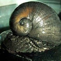 Kërmilli inspirim për automjetet luftarake - Telegrafi - Telegrafi