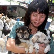 Life among 200 dogs - Telegraph - Telegraph