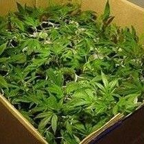 80 kilograms of cannabis are seized - Telegraph - Telegraph