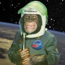 Iran sends monkey into space - Telegraph - Telegraph