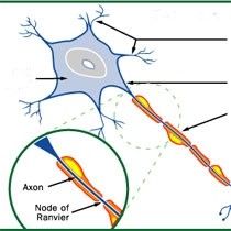 Vitamina D dhe gjenet e lidhura me sklerozën multiple - Telegrafi ...
