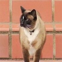 Maçoku "operates" at night and likes to steal bathing suits - Telegrafi ...