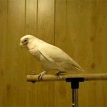 The most famous parrot in the world (Video) - Telegraph - Telegraph