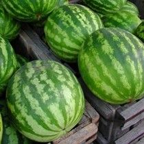 He breaks 47 watermelons with his head in one minute - Telegrafi ...