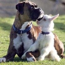 Dog Billy takes care of baby Lilly - Telegraph - Telegraph