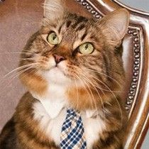 The cat competes for the Senate - Telegraph - Telegraph