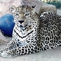 The leopard moves to another house - Telegraph - Telegraph