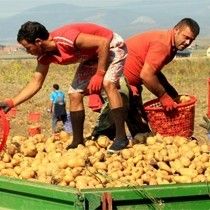 Prodhuesit e patates bllokojnë rrugën në Vranidoll - Telegrafi - Telegrafi