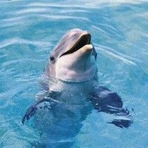 They are punished for disturbing the dolphin - Telegraph - Telegraph