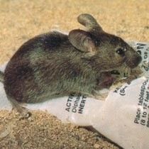 Rats ate students' exams in Nepal - Telegraph - Telegraph