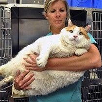 The fattest cat in the world dies (Video) - Telegraph - Telegraph