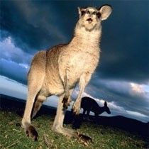 Kanguri i eksituar sulmon kalimtarët - Telegrafi - Telegrafi