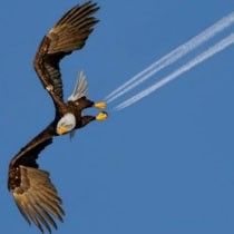 Supersonic Eagle - Telegraph - Telegraph