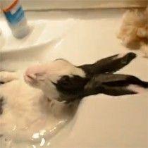 Lepuri që di ta shijojë jetën (Video) - Telegrafi