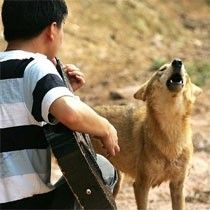 Sings with wolves - Telegraph - Telegraph