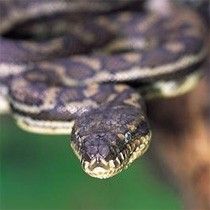 Gjarpri 180 cm në banjë - Telegrafi - Telegrafi