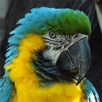 Parrot rocker (Video) - Telegraph - Telegraph