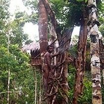 The tribe that lives in the trees will be registered for the first time ...