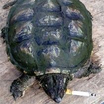 Smoking turtle (Photo) - Telegraph - Telegraph