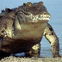 Harry the Crocodile: Spain winning the World Cup - Telegraph - Telegraph