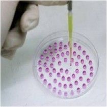 Native cell therapy - Telegraph - Telegraph