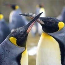 Penguins die from the cold in Brazil - Telegraph - Telegraph