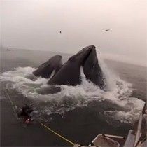 Balenat për pak sa nuk i gëlltitën zhytësit (Video) - Telegrafi - Telegrafi