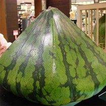 Shalqi në formë piramide - Telegrafi - Telegrafi