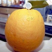 The world's largest orange - Telegraph - Telegraph