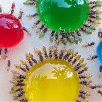 What color do ants prefer - Telegraph - Telegraph