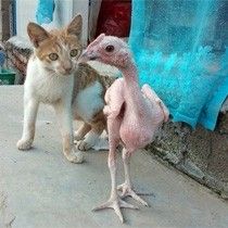 The bird without feathers hit in China - Telegrafi - Telegrafi