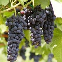 The winegrowers, satisfied with the grape yields - Telegraph - Telegraph