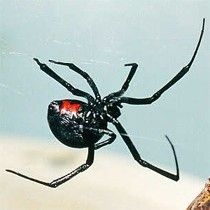 The spider fight almost died from the explosion - Telegrafi - Telegrafi