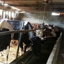 Contraband animals, a danger to public health - Telegrafi - Telegrafi