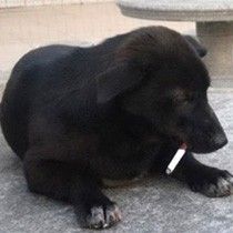 Smoking dog - Telegraph - Telegraph