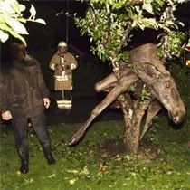 Deer gets drunk with apples, gets stuck in a tree - Telegraph - Telegraph