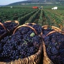 Mosvjelja e rrushit 10 milionë euro dëme - Telegrafi - Telegrafi