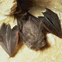 Oral sex of bats won the Ig Nobel - Telegraph - Telegraph
