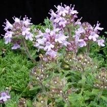 Trumza është rregullator i qarkullimit - Telegrafi - Telegrafi