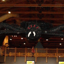 Spider for the record! (Video) - Telegraph - Telegraph